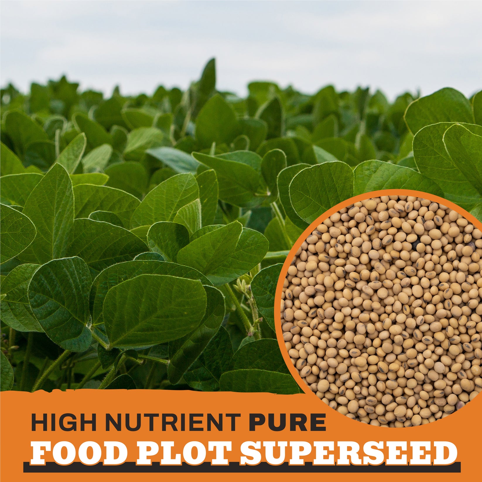 Forage Soybean (Round Up Ready) – Whitetail Products Gone Wild